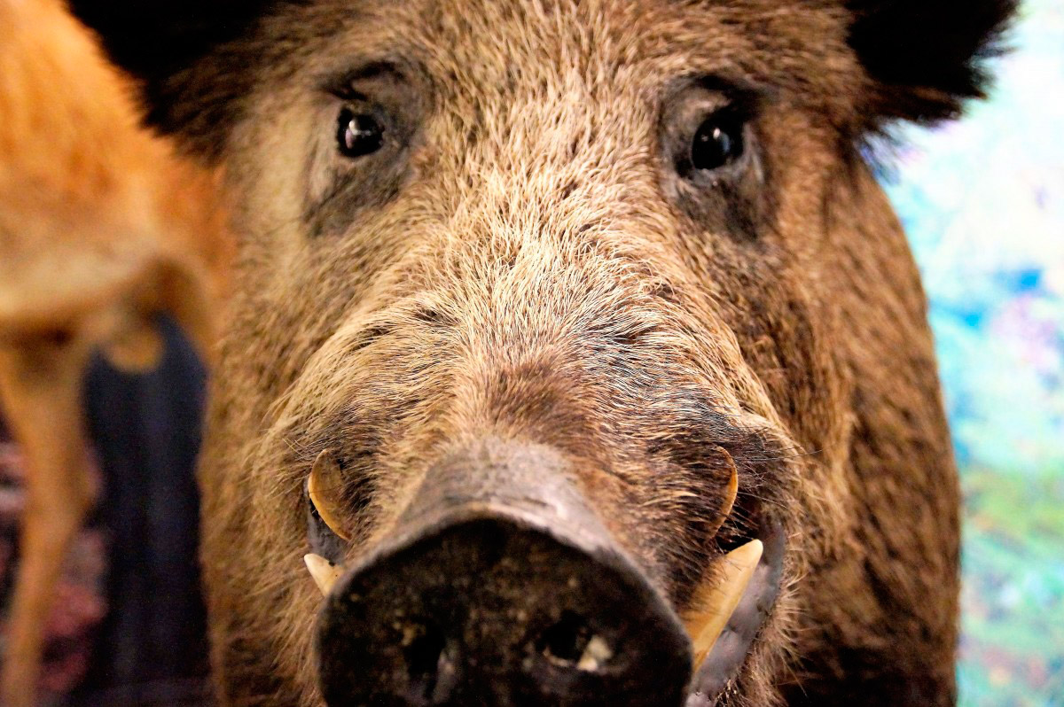 Les sangliers sont plus nombreux qu'autrefois ⋆ Portugal en français
